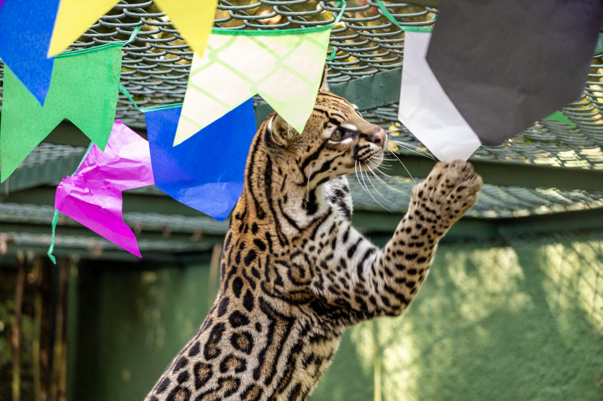 Os bichos do Zoológico em clima de festa junina - Jornal Notícias da Região